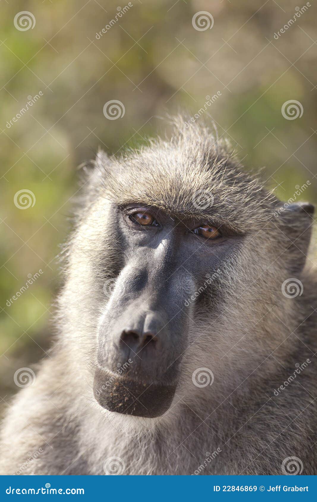 Gelber Pavian stockbild. Bild von safari, pavian, primas - 22846869