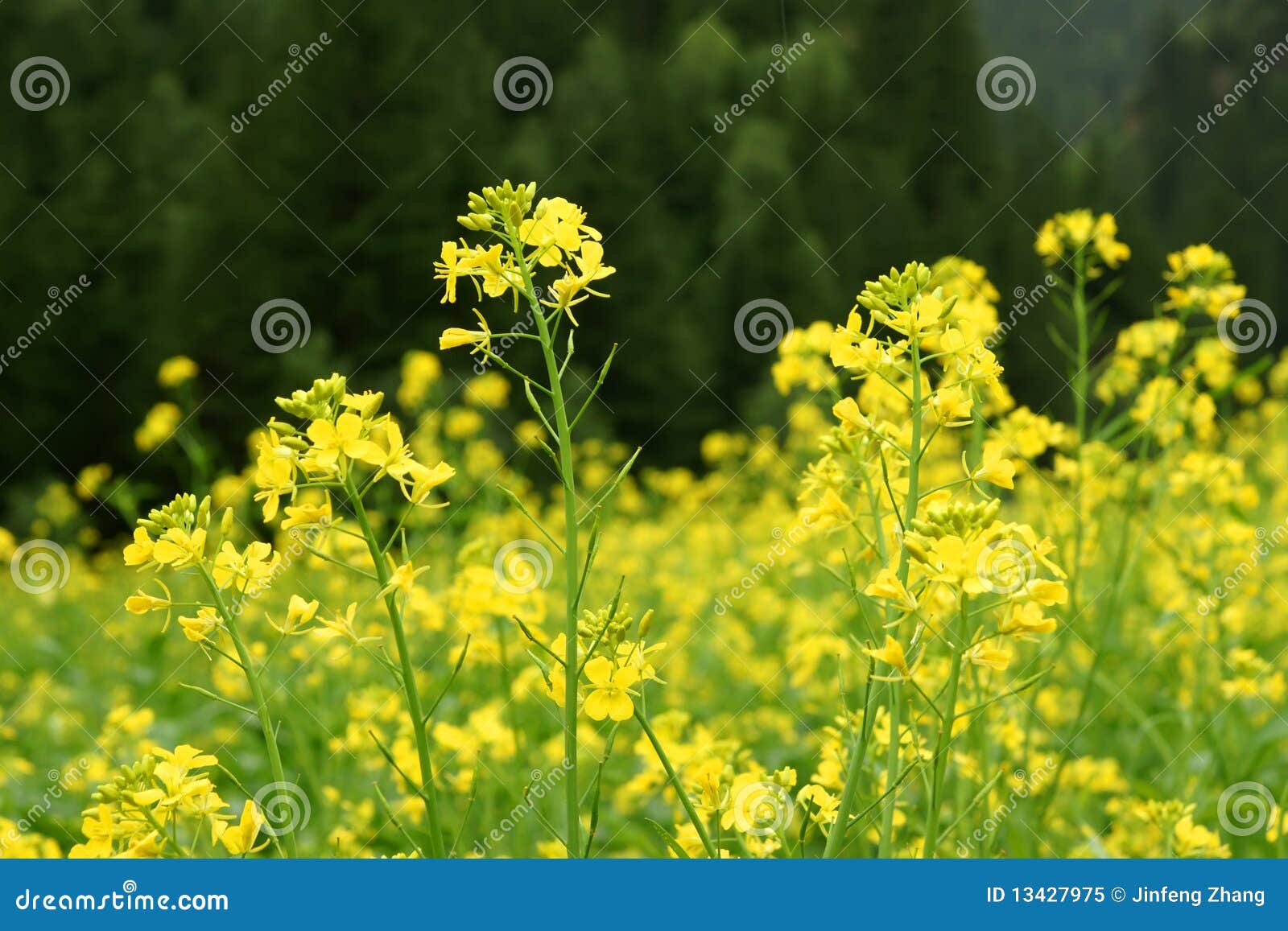 Gelber Senf stockbild. Bild von blütenstand, nave, hülsen - 13427975