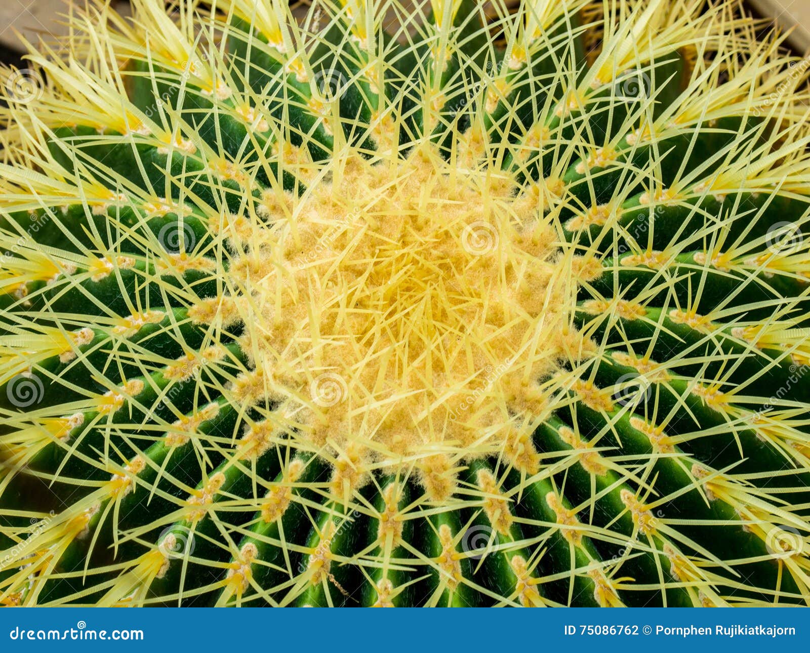 Gelber Thorn Cactus Texture Background Stockfoto - Bild von trocken ...