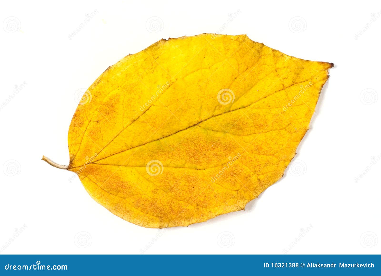 Gelbes Herbstblatt Lizenzfreie Stockfotos - Image: 16321388