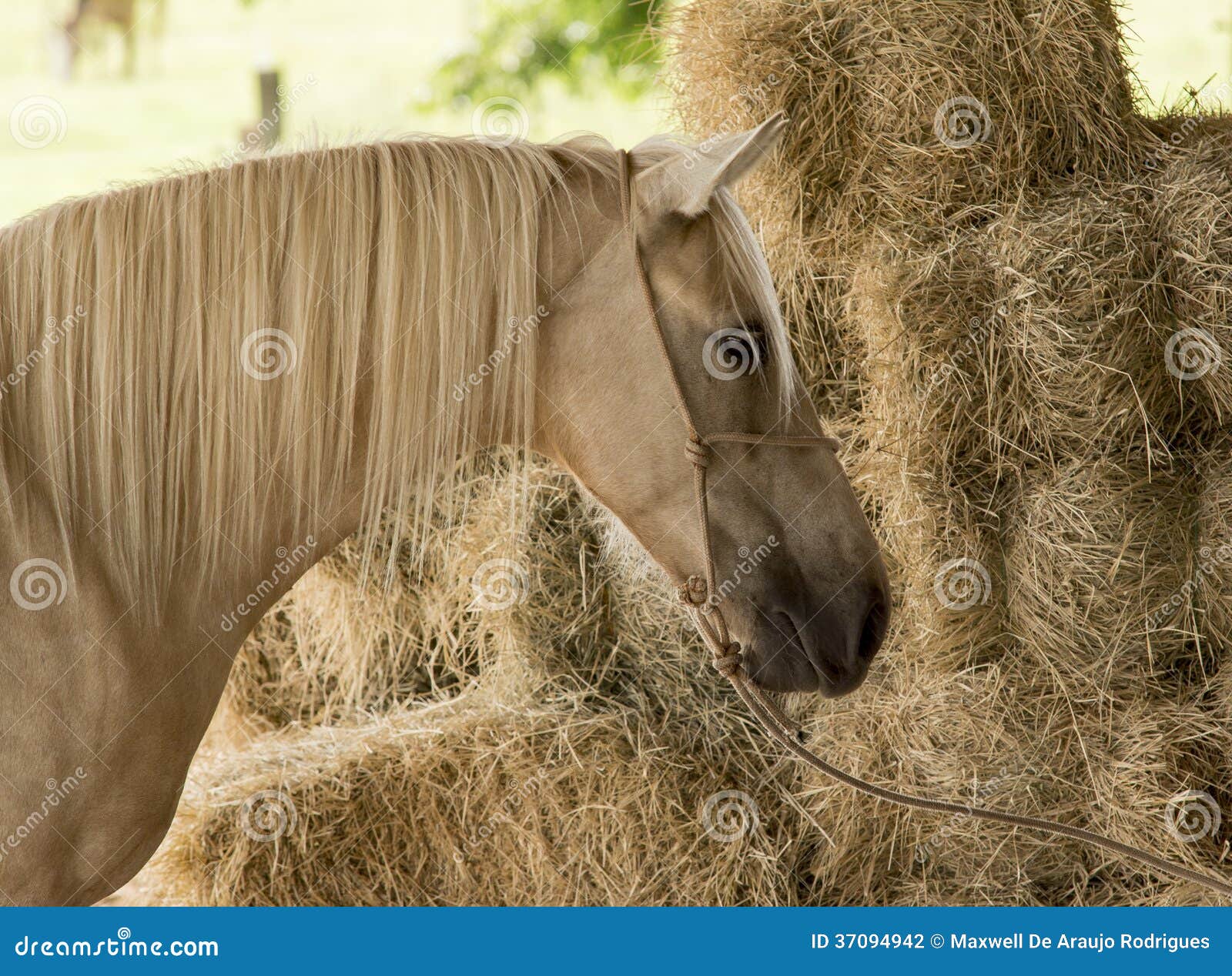 Gelbes Pferd Archivbilder - Abgabe des Download-488 geben Fotos frei