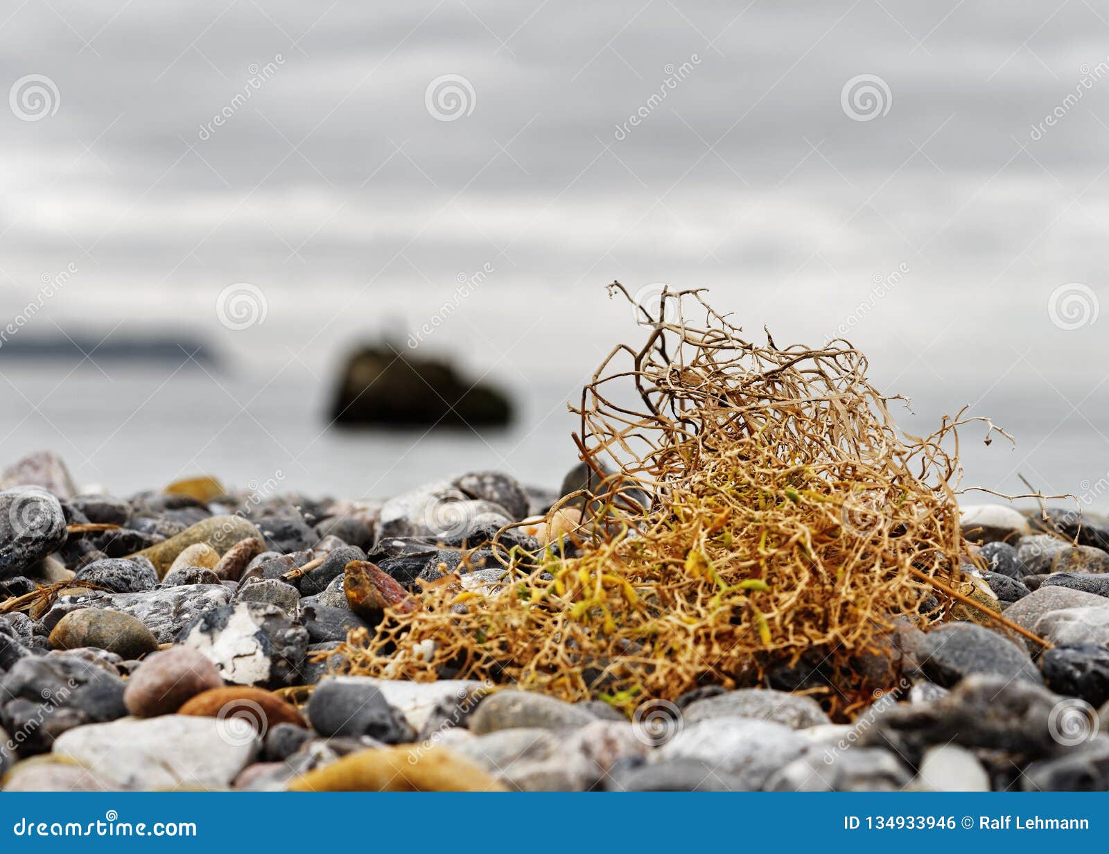 Gelbes Seegras Auf Der Ostsee Stockfoto - Bild von streif ...