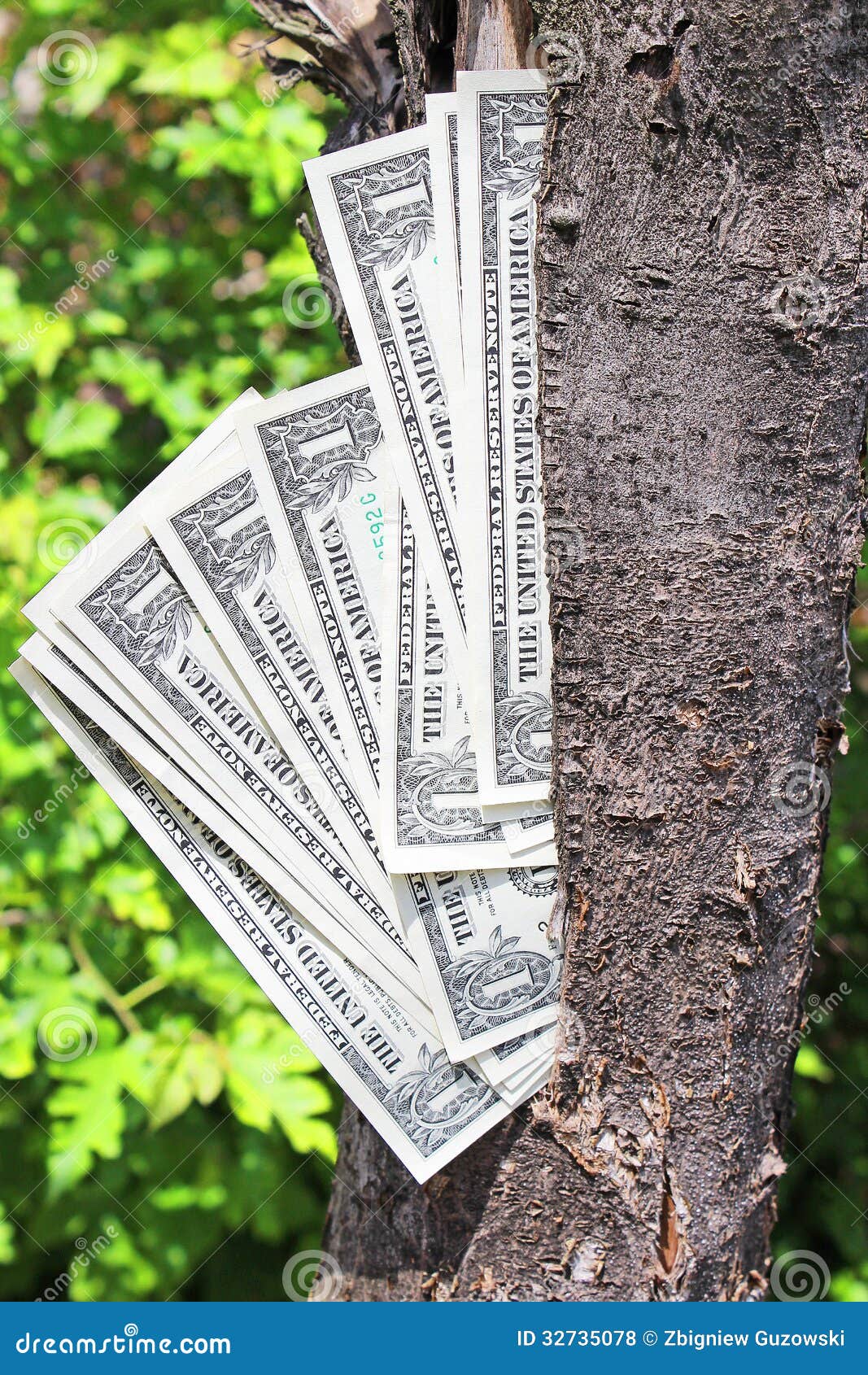 Geldboom stock foto. Image of uitgave, dollar, nota, groen - 32735078