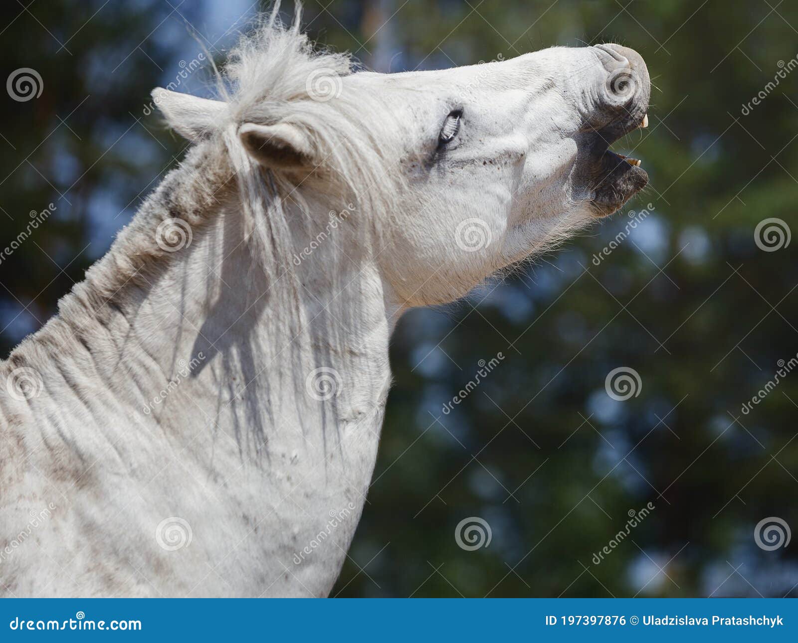 Gelding pony biting stock photo. Image of paddock, daytime - 197397876