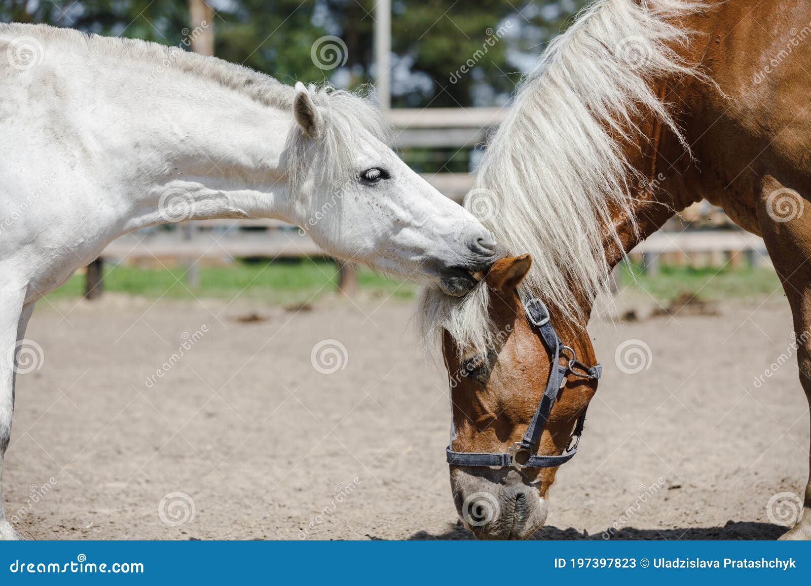 Gelding Pony Biting Gelding Horse in Herd Stock Image - Image of herd ...