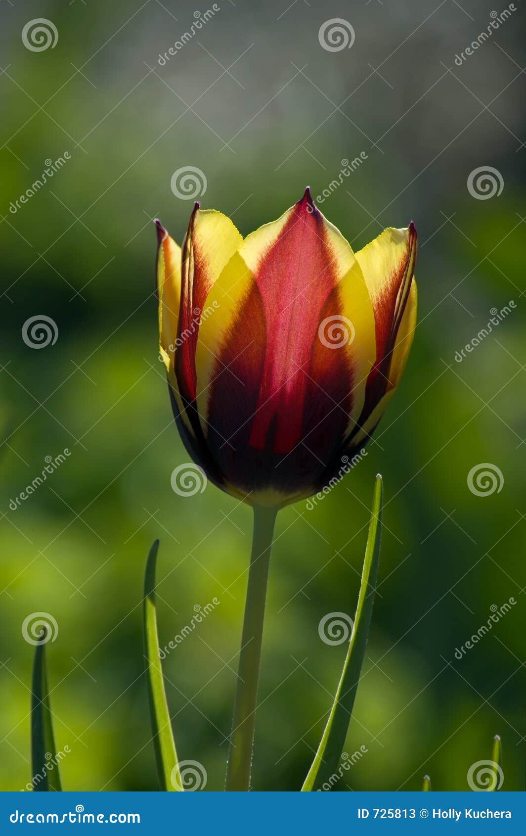 Gele & Rode Tulp (Tulipa - Gavota - De Tulp Van De Triomf) Stock ...