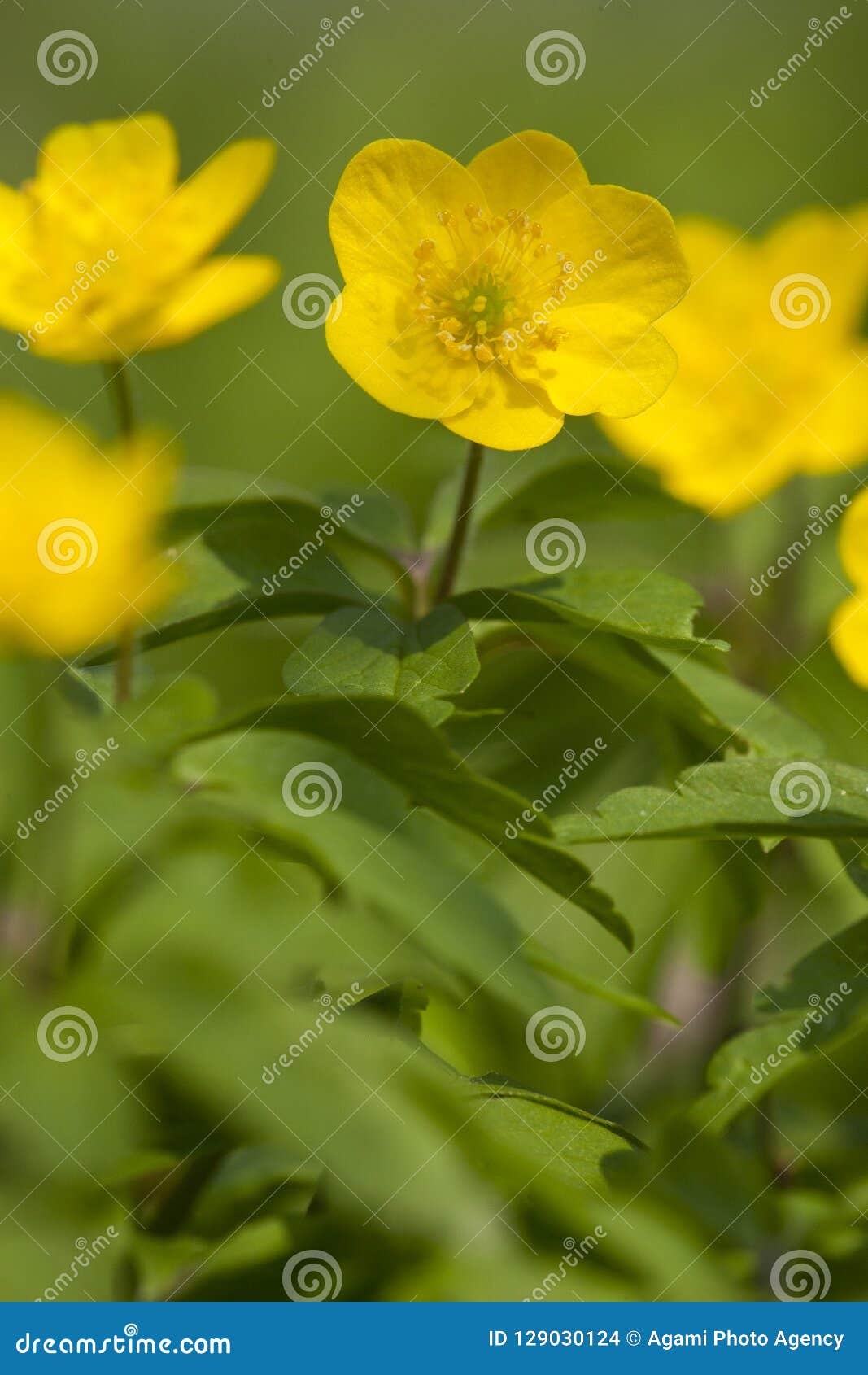 Gele Anemoon Yellow Anemon, Anemone Ranunculoides Stock Photo - Image ...