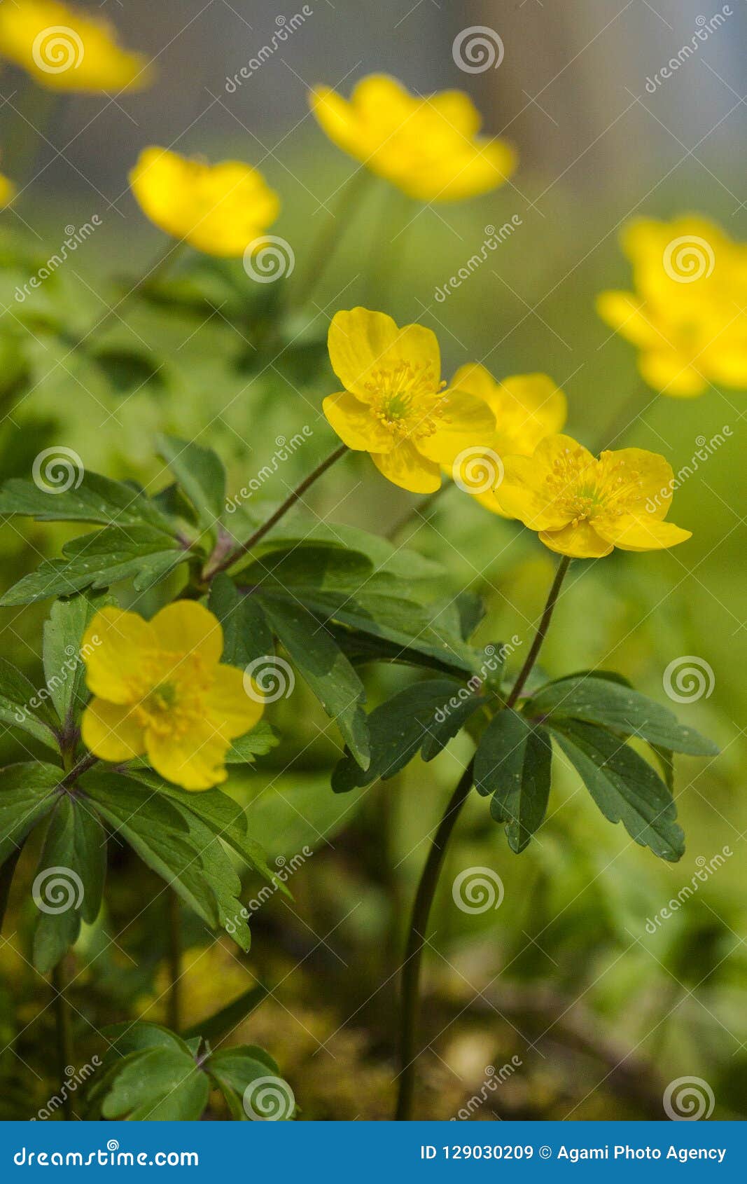Gele Anemoon Yellow Anemon, Anemone Ranunculoides Stock Image - Image ...