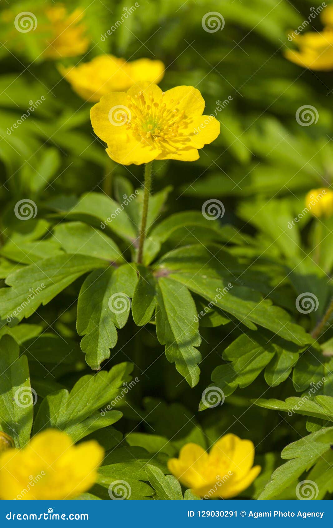 Gele Anemoon Yellow Anemon, Anemone Ranunculoides Stock Image - Image ...