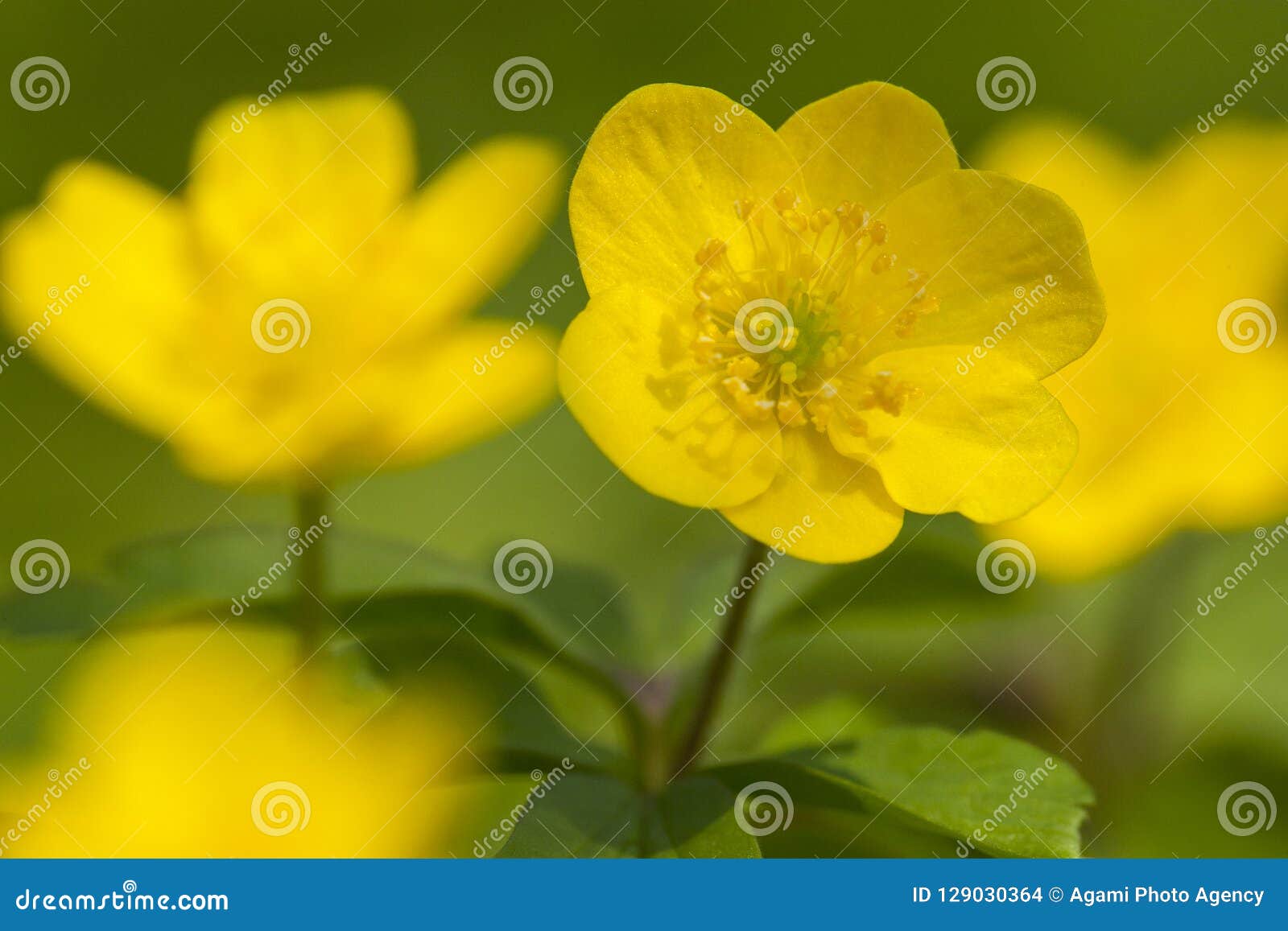 Gele Anemoon Yellow Anemon, Anemone Ranunculoides Stock Photo - Image ...