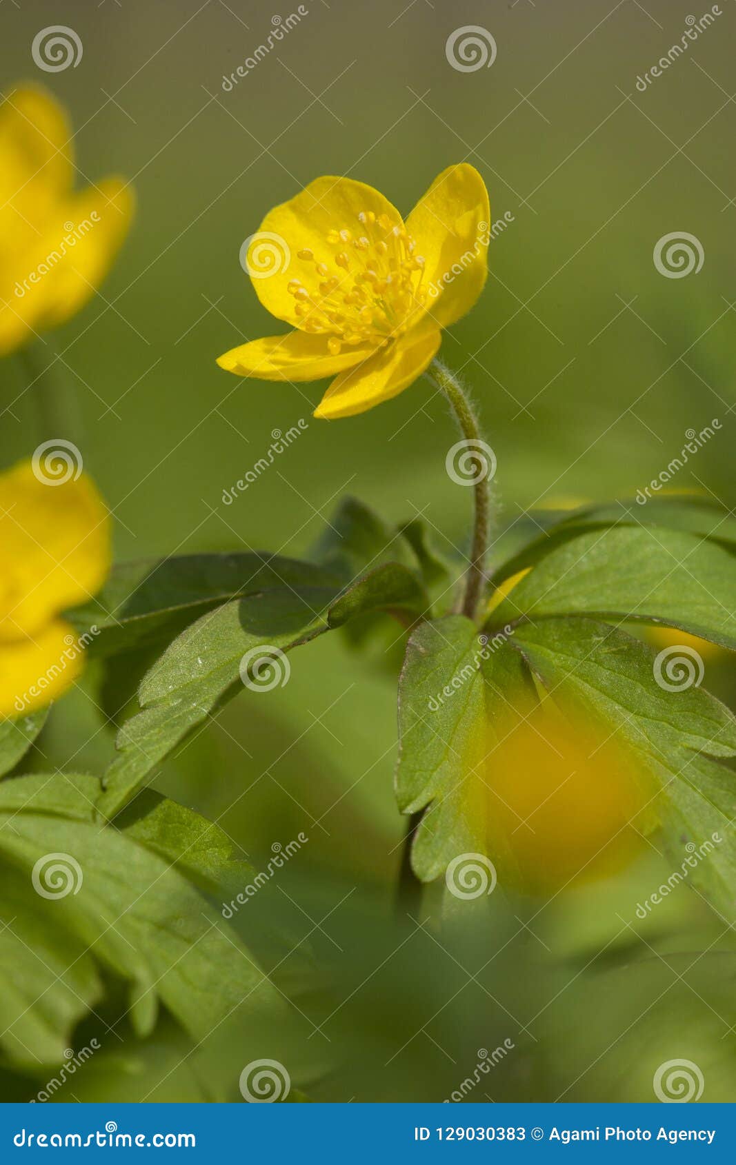 Gele Anemoon Yellow Anemon, Anemone Ranunculoides Stock Image - Image ...