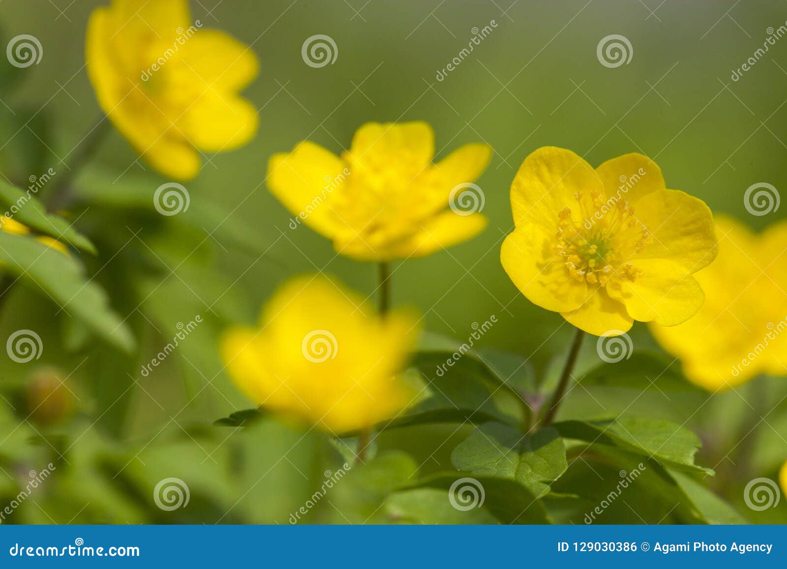 Gele Anemoon Yellow Anemon, Anemone Ranunculoides Stock Photo - Image ...