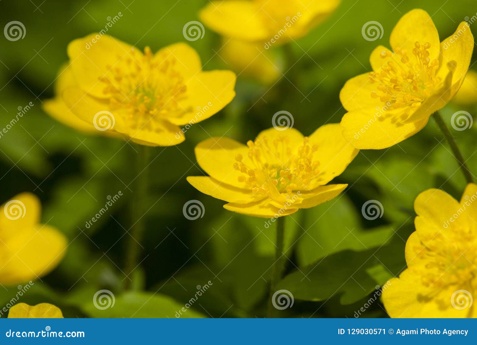 Gele Anemoon Yellow Anemon, Anemone Ranunculoides Stock Image - Image ...