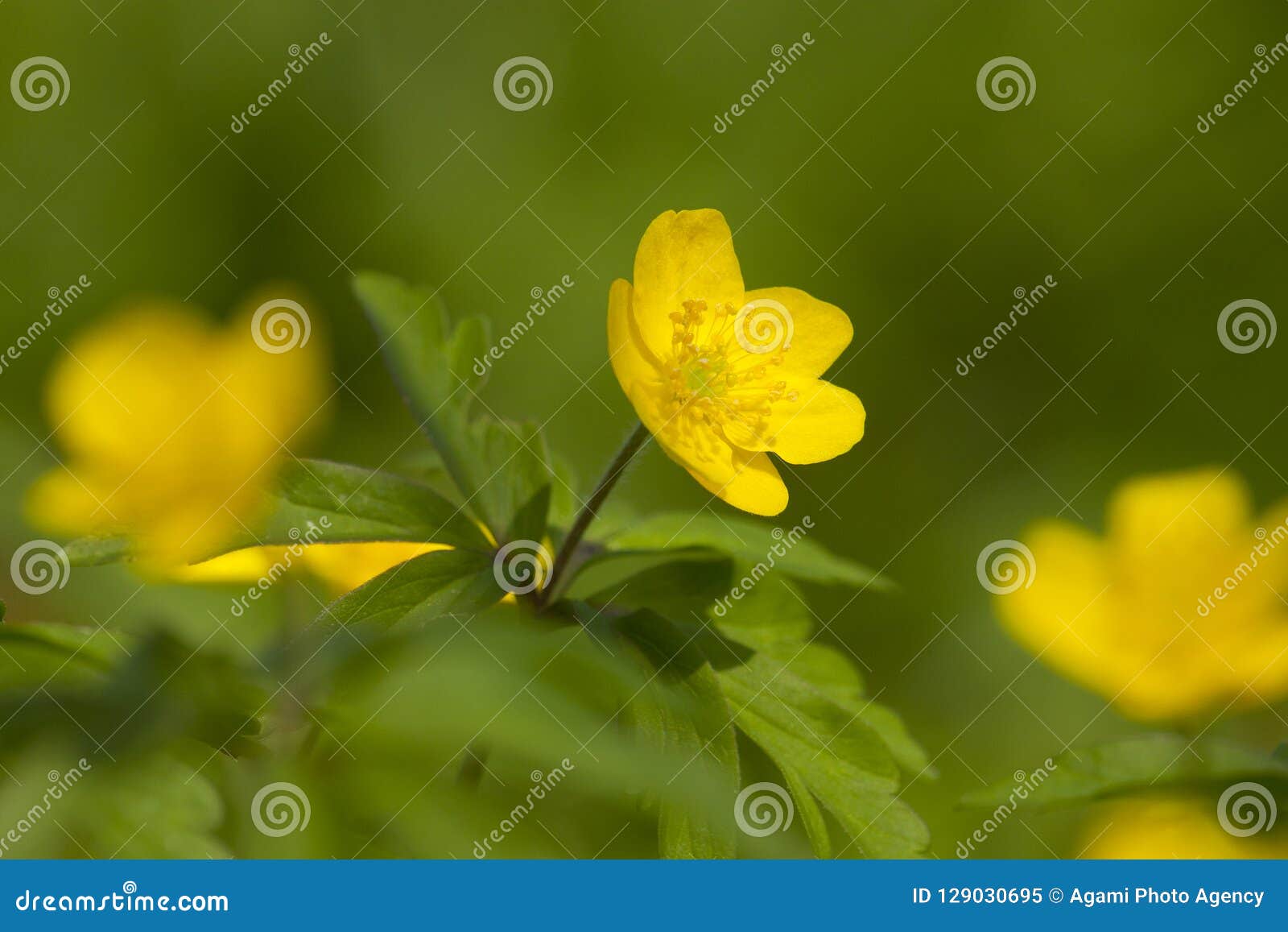 Gele Anemoon Yellow Anemon, Anemone Ranunculoides Stock Image - Image ...