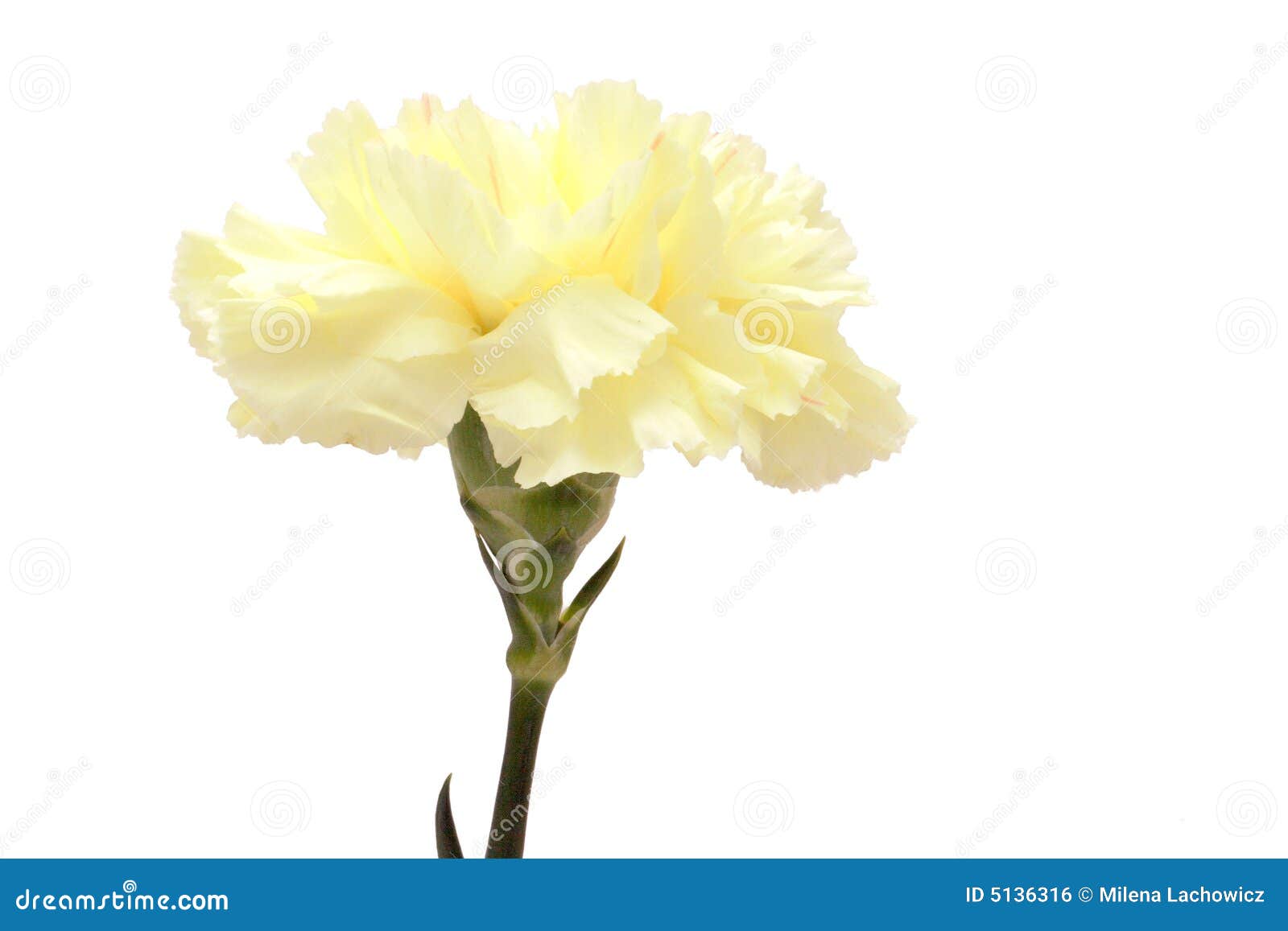 Gele anjer stock foto. Image of liefde, installatie, eenvoud - 5136316