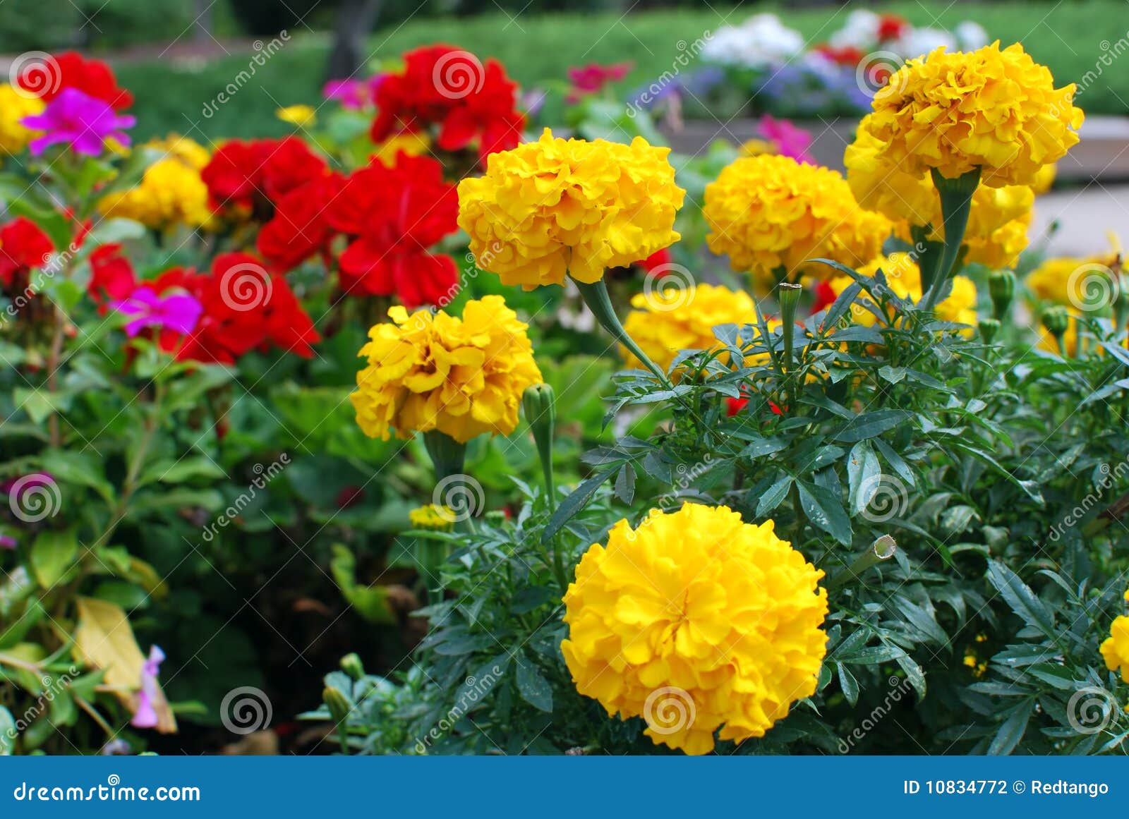 Gele anjers stock foto. Image of installaties, openlucht - 10834772