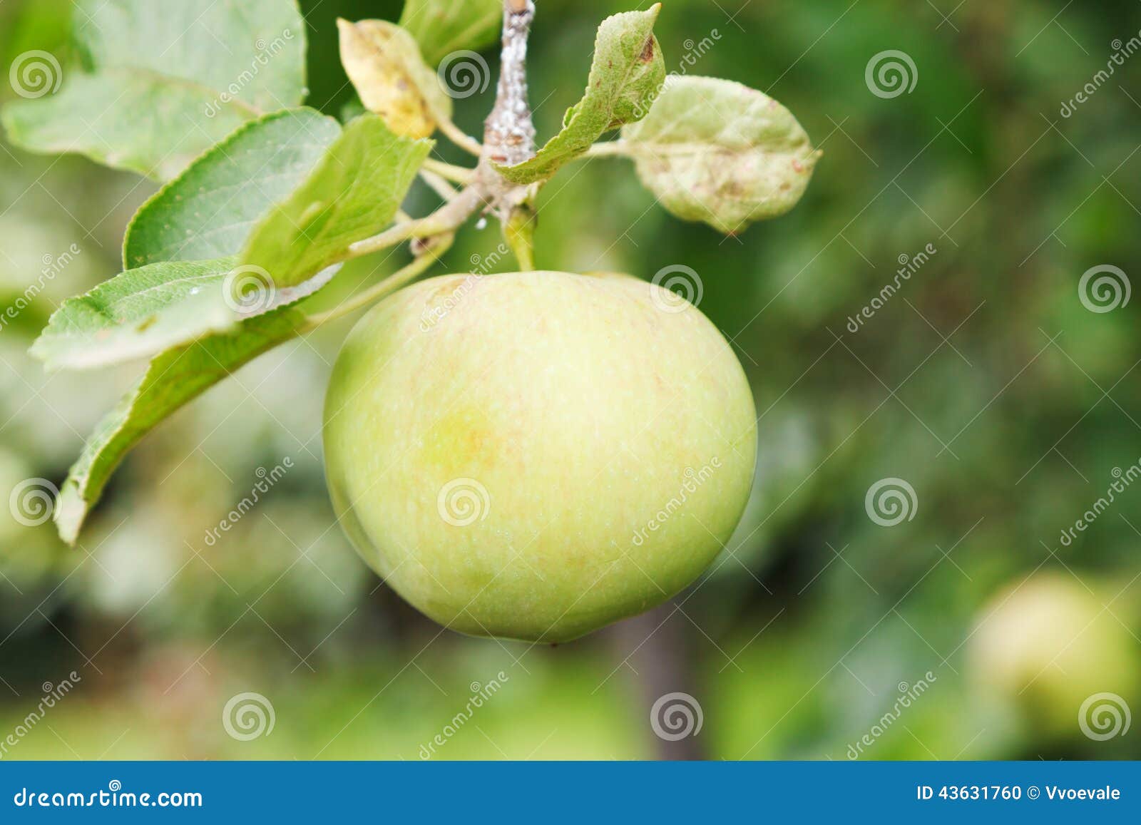 Gele Appel Op Groene Twijg in Fruittuin Stock Foto - Image of boom ...