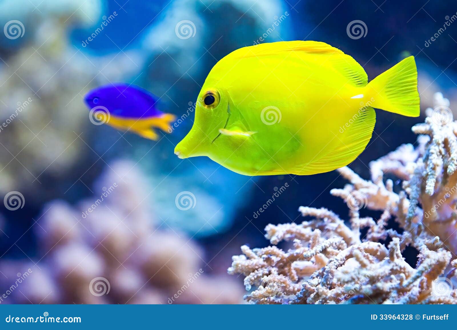 Gele aquariumvissen stock foto. Image of bouw, klein - 33964328
