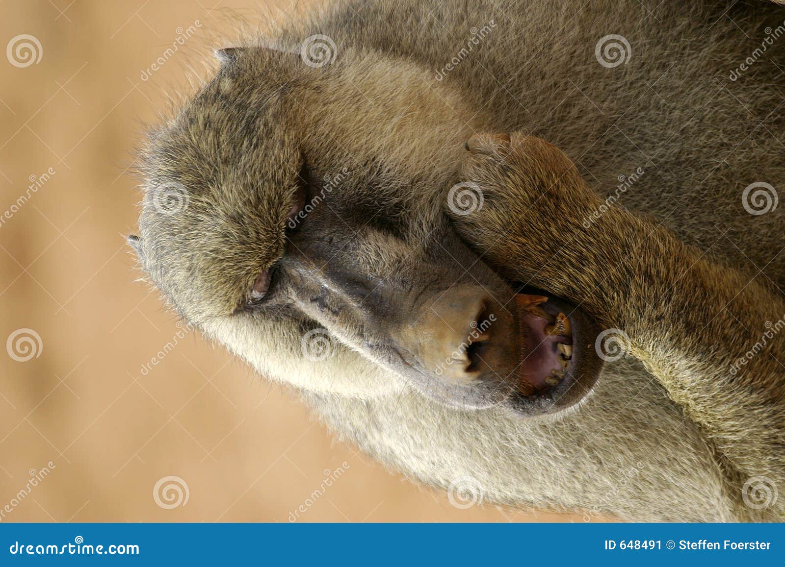 Gele baviaan stock afbeelding. Image of gezicht, kenia - 648491