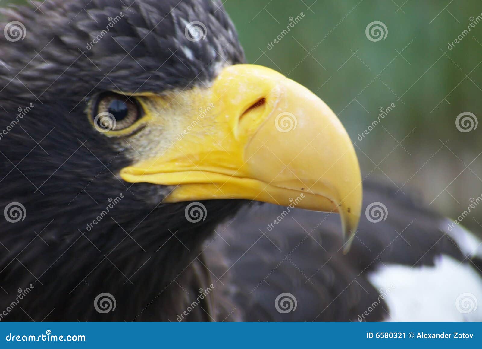 Gele bek stock afbeelding. Image of groot, portret, gevaarlijk - 6580321