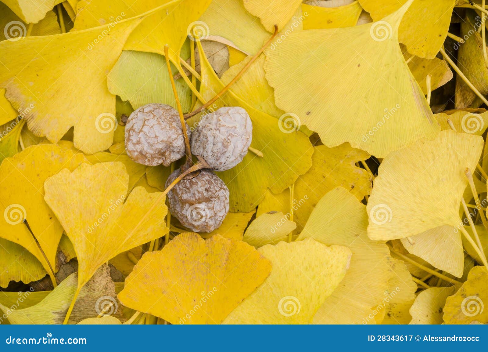 Gele Bladeren Van Biloba Gingko Met Vruchten Stock Afbeelding - Image ...
