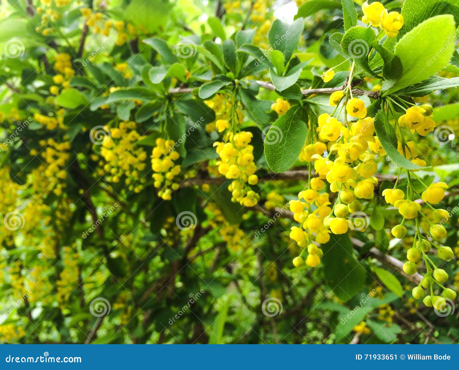 Gele Bloeiende Struik stock afbeelding. Image of struik - 71933651