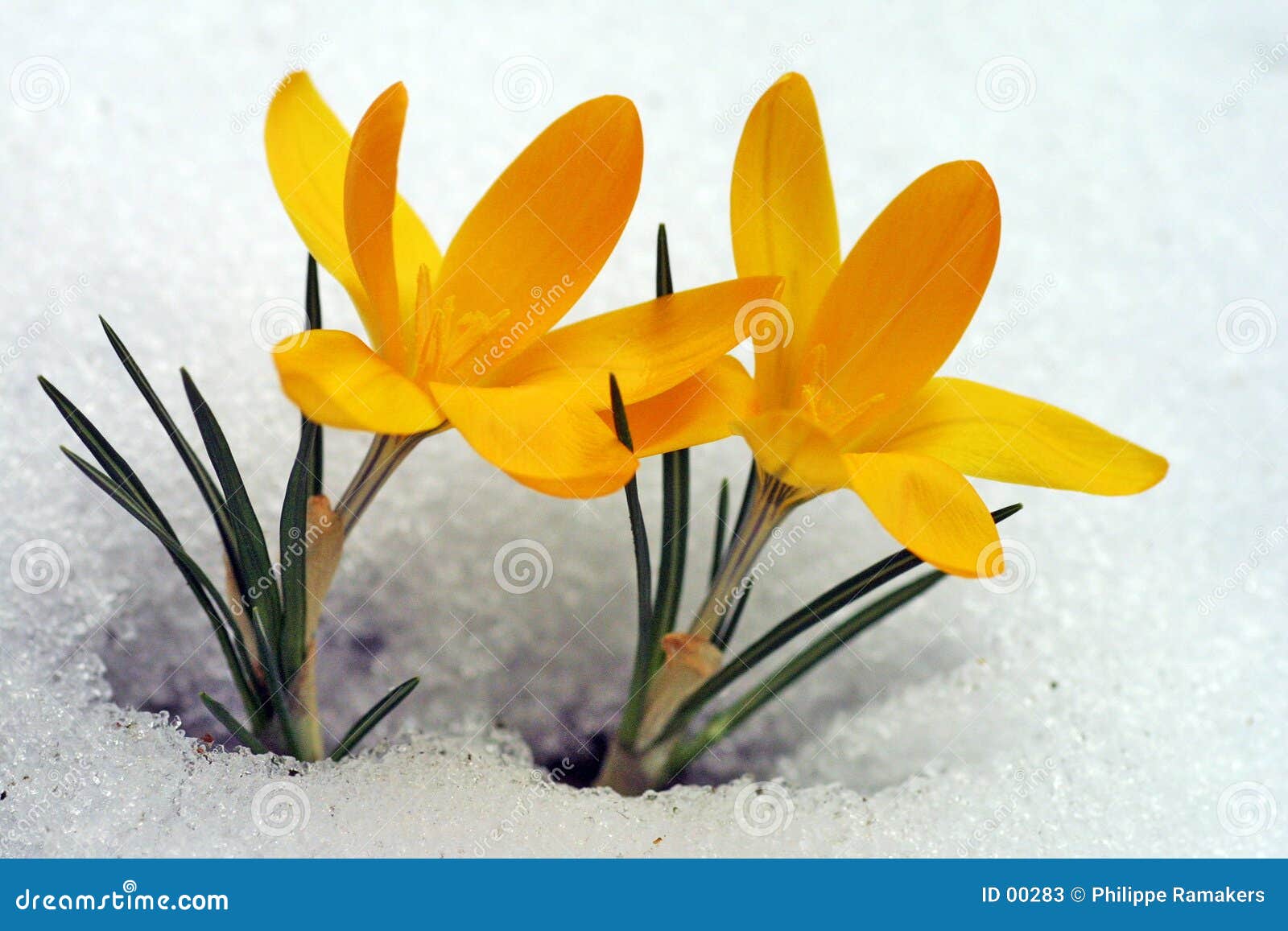 Gele bloem stock afbeelding. Image of krokus, sneeuw, tuin - 283