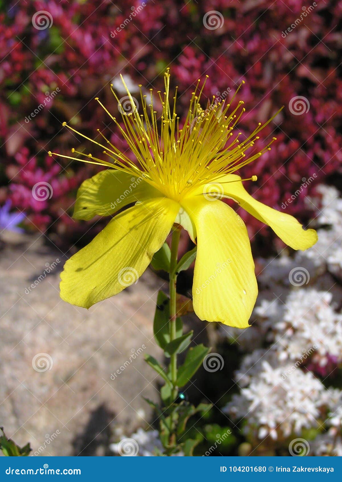 Gele Bloem stock foto. Image of geel, schoonheid, mooi - 104201680