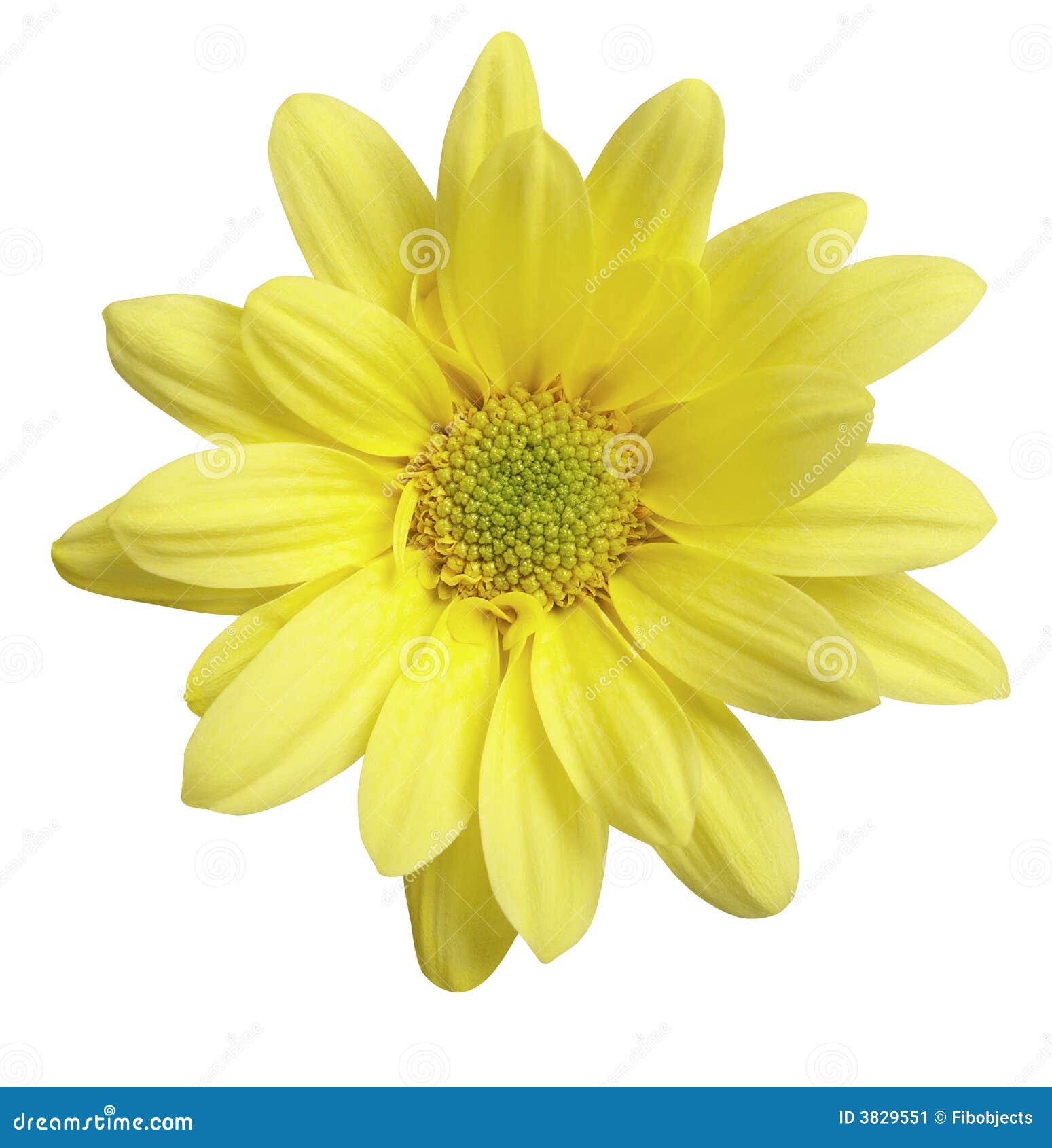 Gele Bloem stock afbeelding. Image of bloem, heden, zomer - 3829551