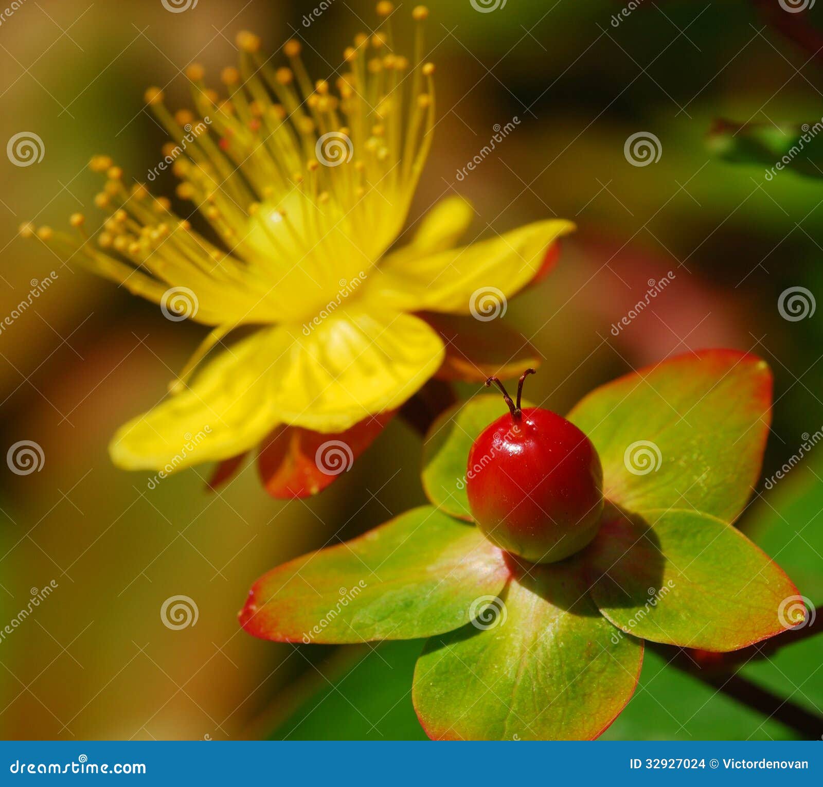 Gele bloem en bes stock foto. Image of getint, bloem - 32927024