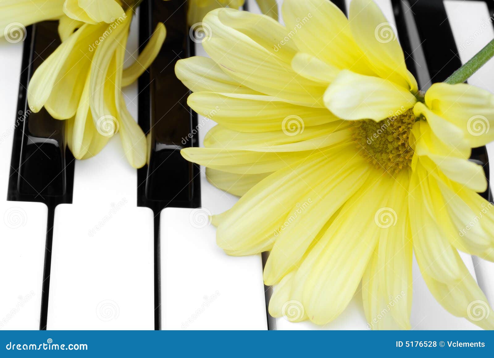 Gele bloem op een piano stock foto. Image of ivoor, stam - 5176528