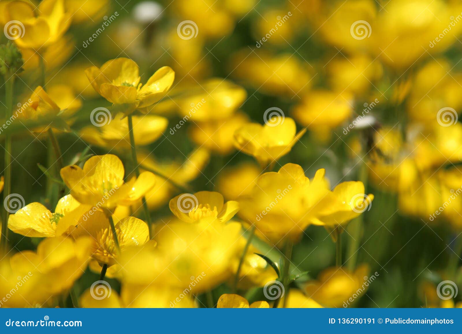 De Mosterdinstallatie Bloem Van Het Gele Koolzaad Picture. Image: 136290191