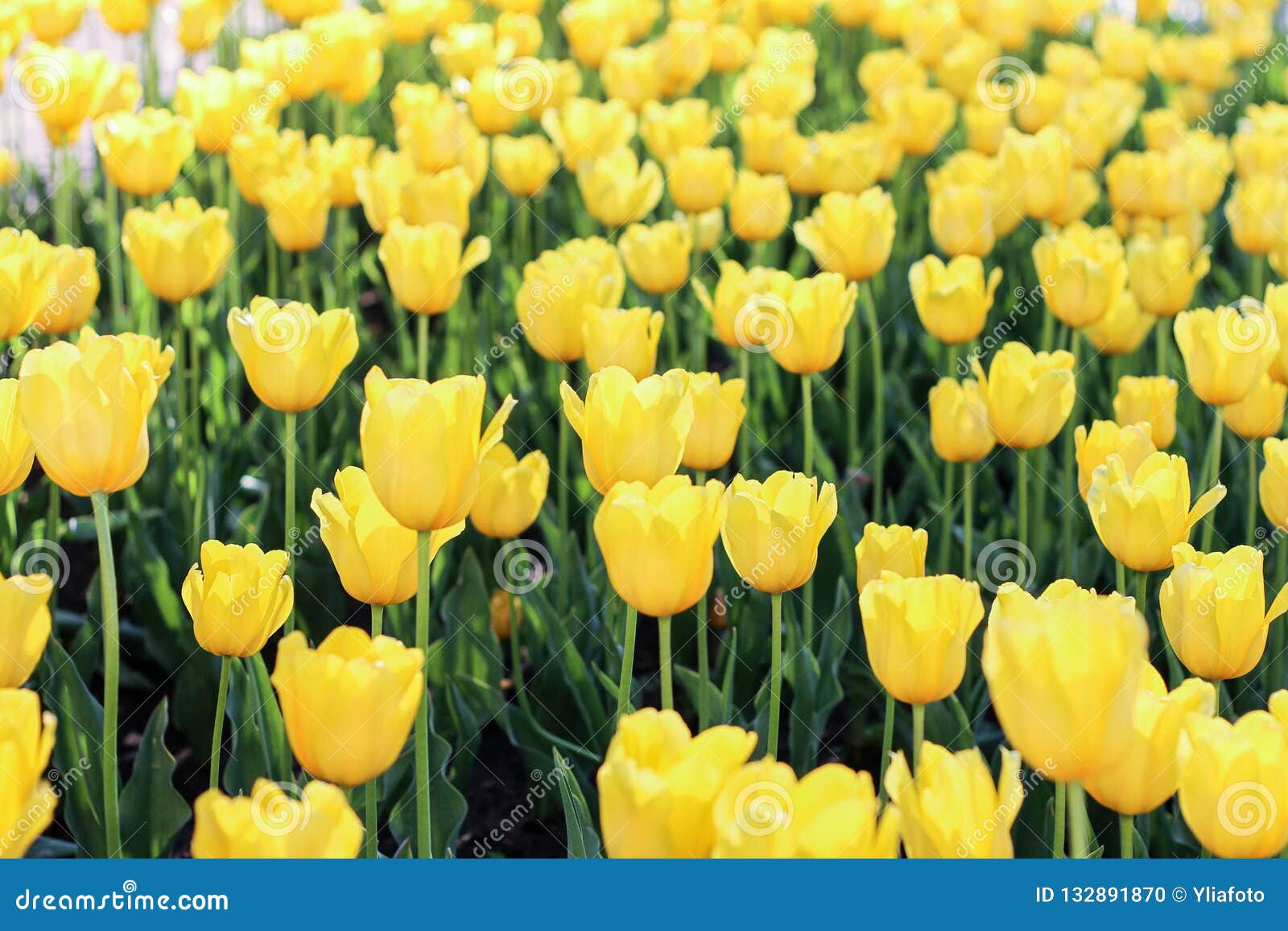 Gele bloemen Tulpen Het is stock foto. Image of lente - 132891870