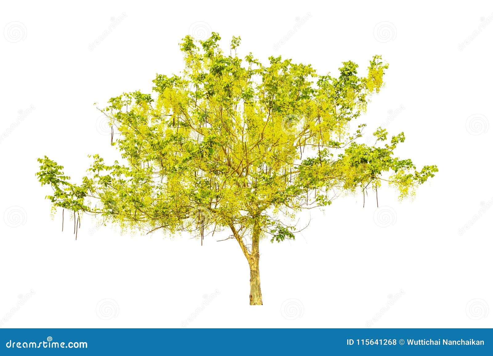 Gele boom stock foto. Image of gebladerte, niemand, zomer - 115641268