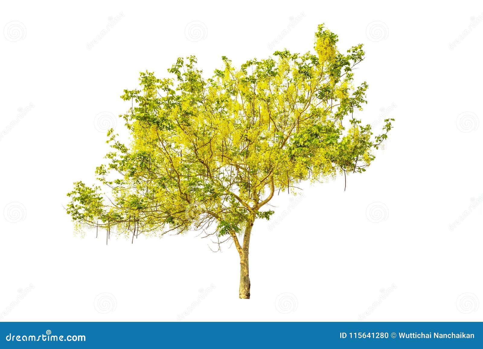 Gele boom stock foto. Image of installatie, vergankelijk - 115641280