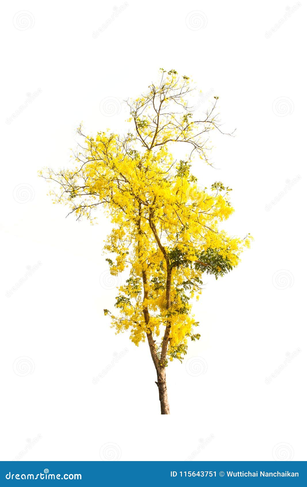 Gele boom stock afbeelding. Image of milieu, decoratie - 115643751