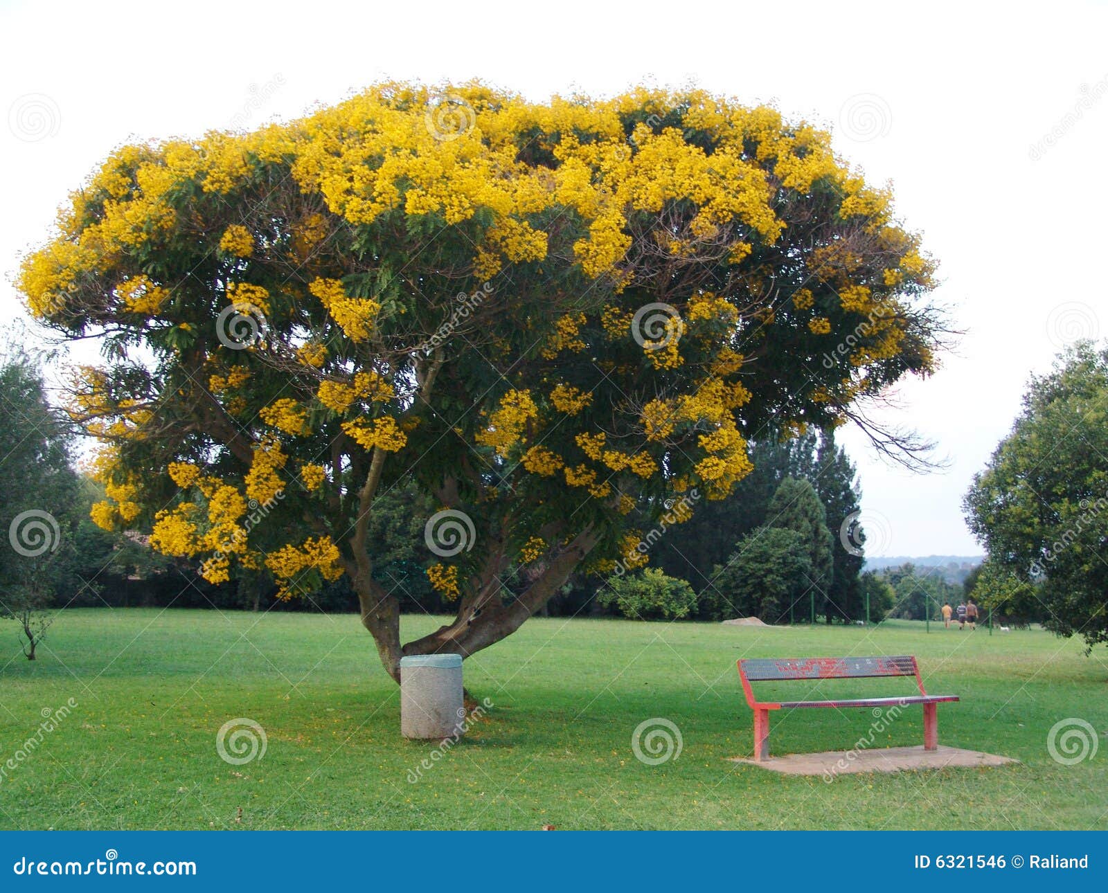 Gele boom stock foto. Image of boom, geel, installatie - 6321546