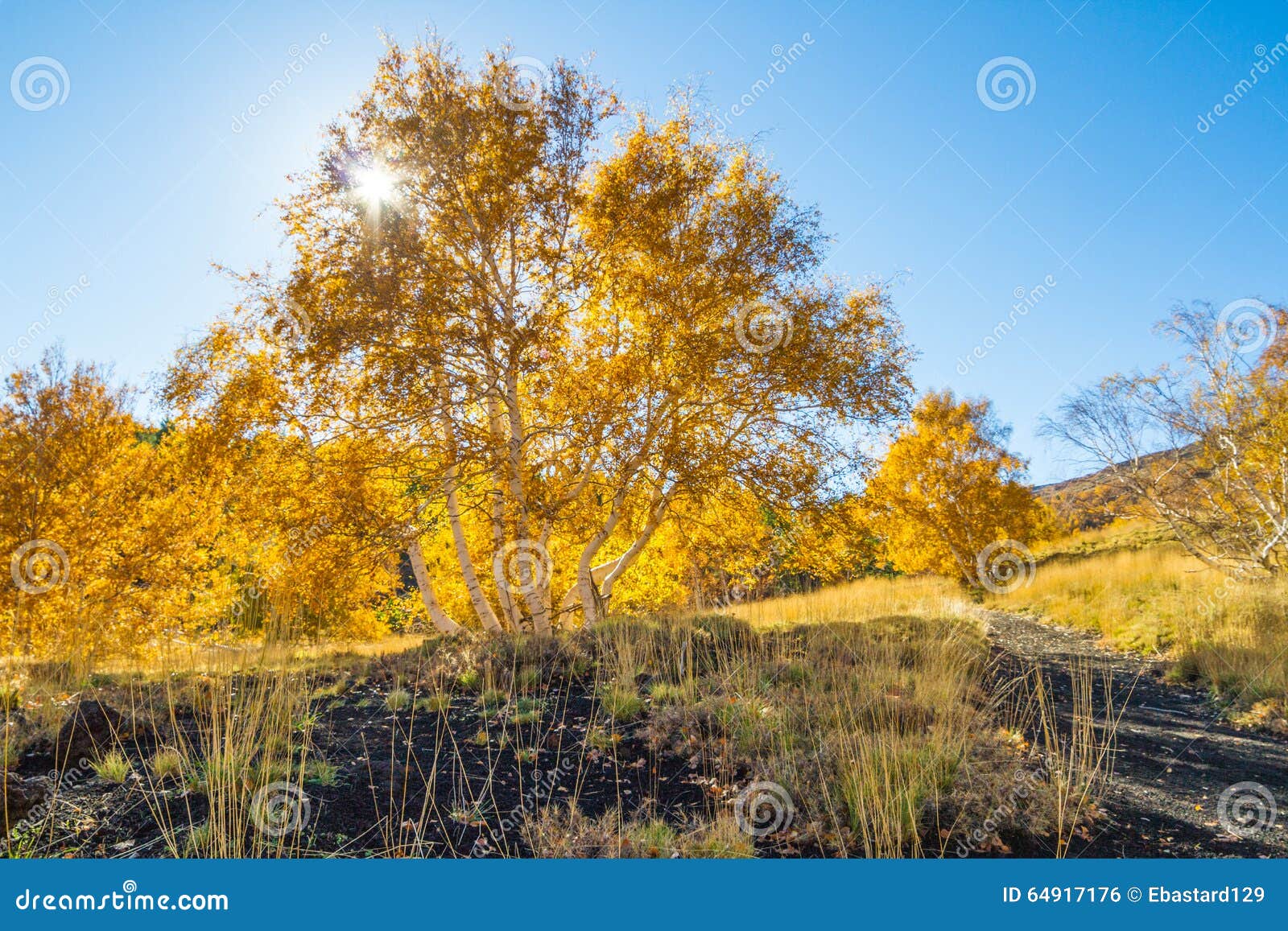 Gele Boom in Blauwe Hemel stock foto. Image of zonneschijn - 64917176