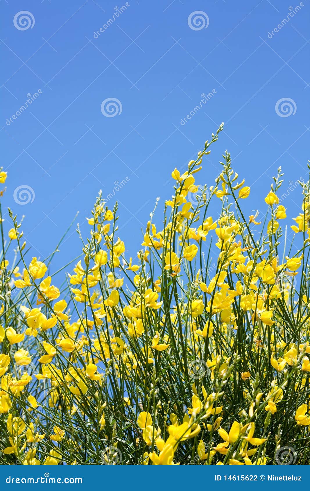 Gele Brem stock foto. Image of bloem, bloemblaadje, groot - 14615622