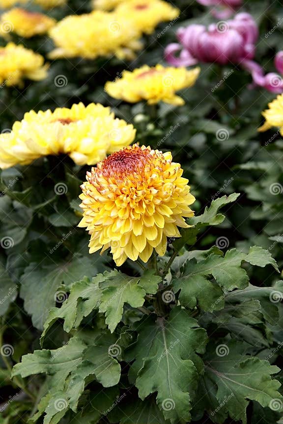 Gele chrysant stock afbeelding. Image of mooi, bloeien - 16617451