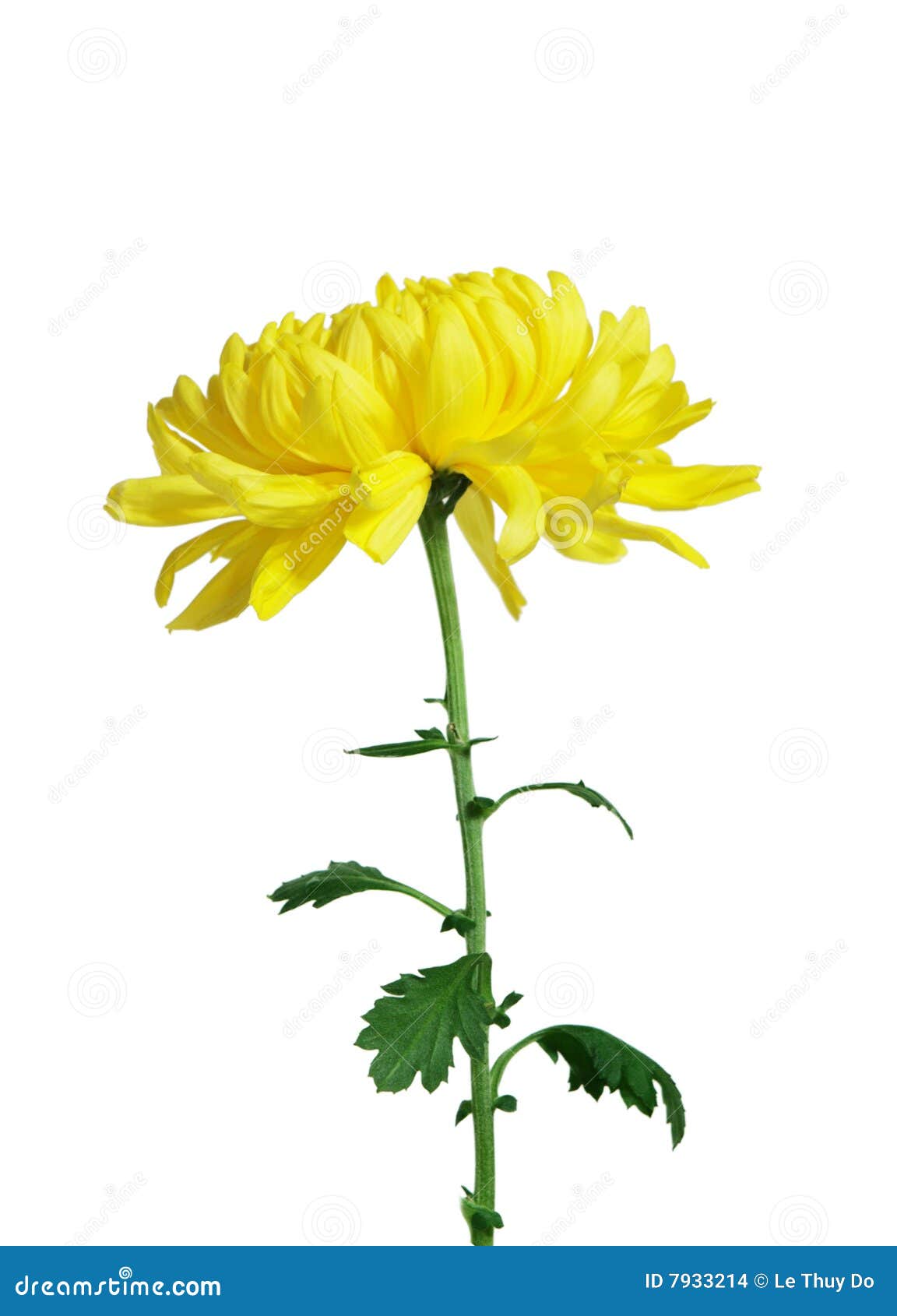 Gele chrysant stock foto. Image of installatie, groen - 7933214