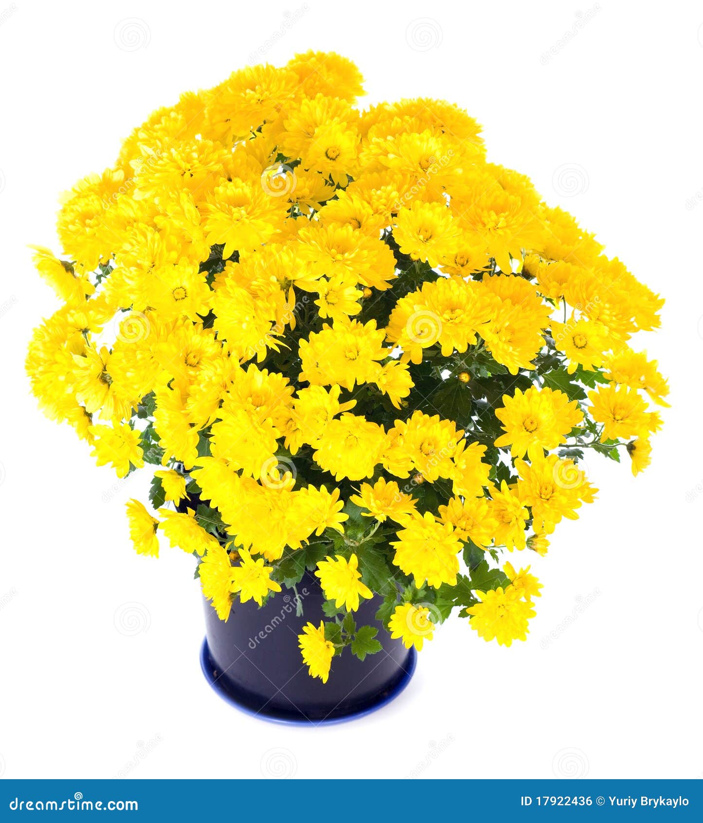 Gele chrysant in bloempot stock foto. Image of najaar - 17922436