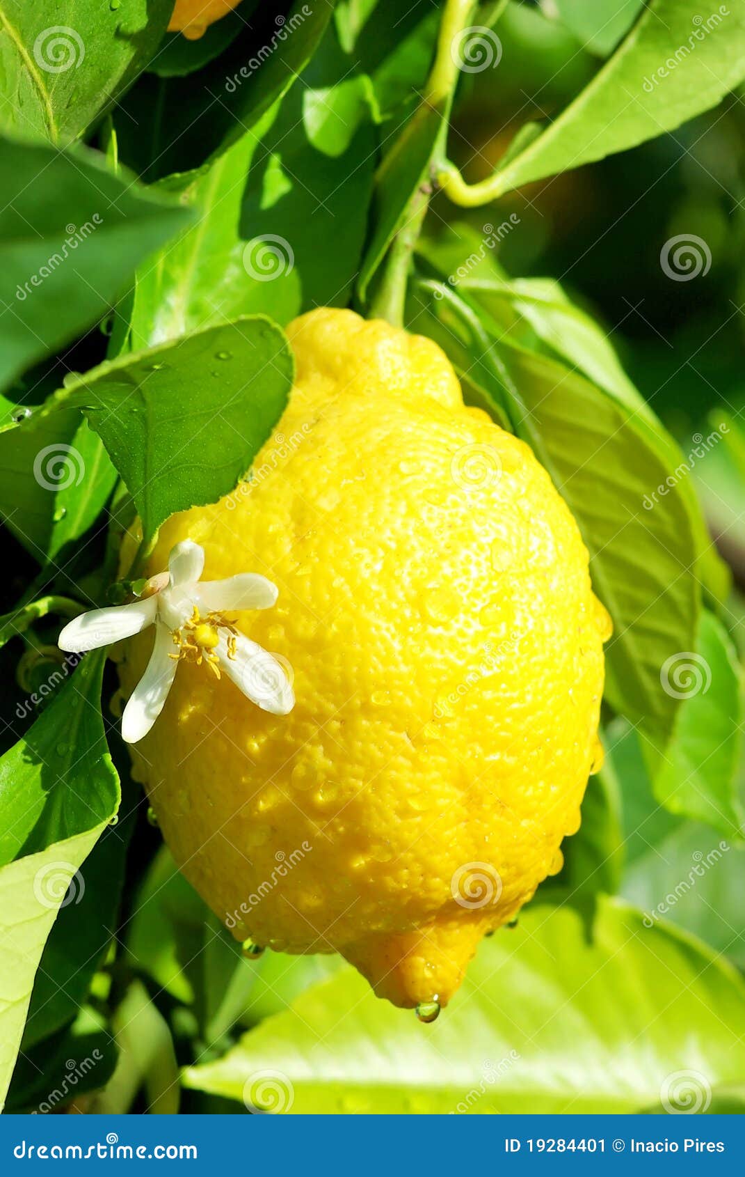 Gele citroen en bloem. stock afbeelding. Image of ingrediënt - 19284401