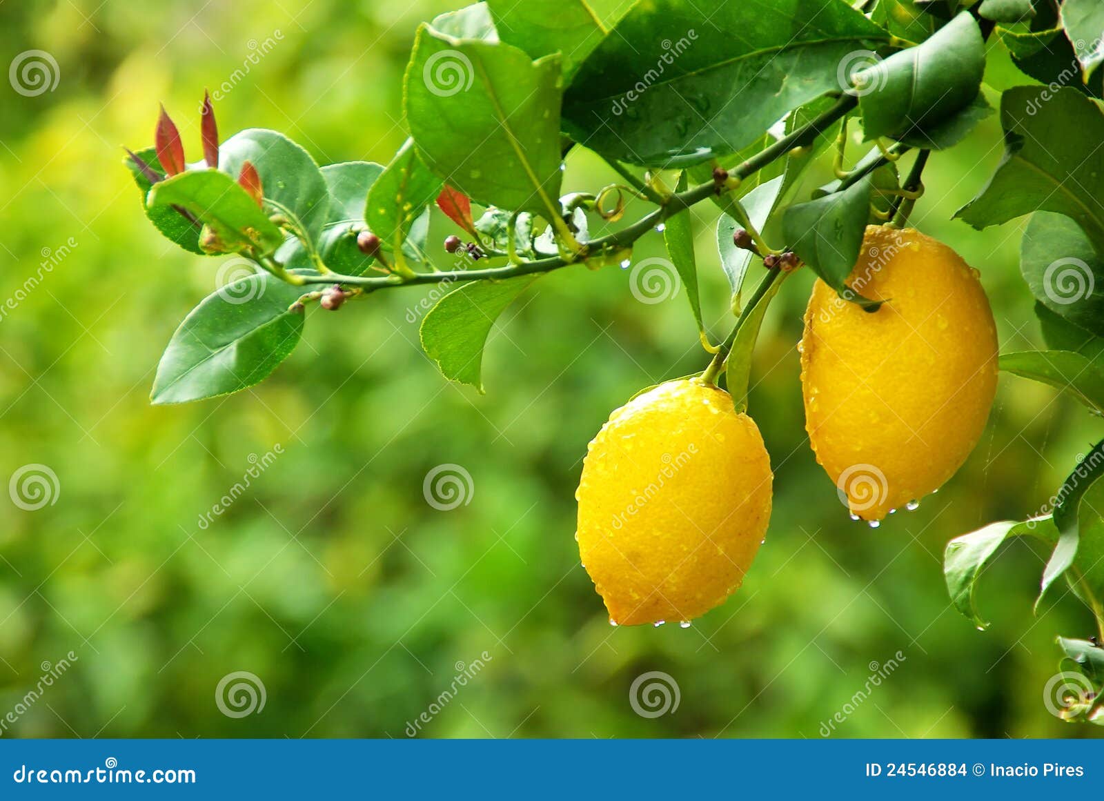 Gele citroenen op boom stock foto. Image of drank, helder - 24546884
