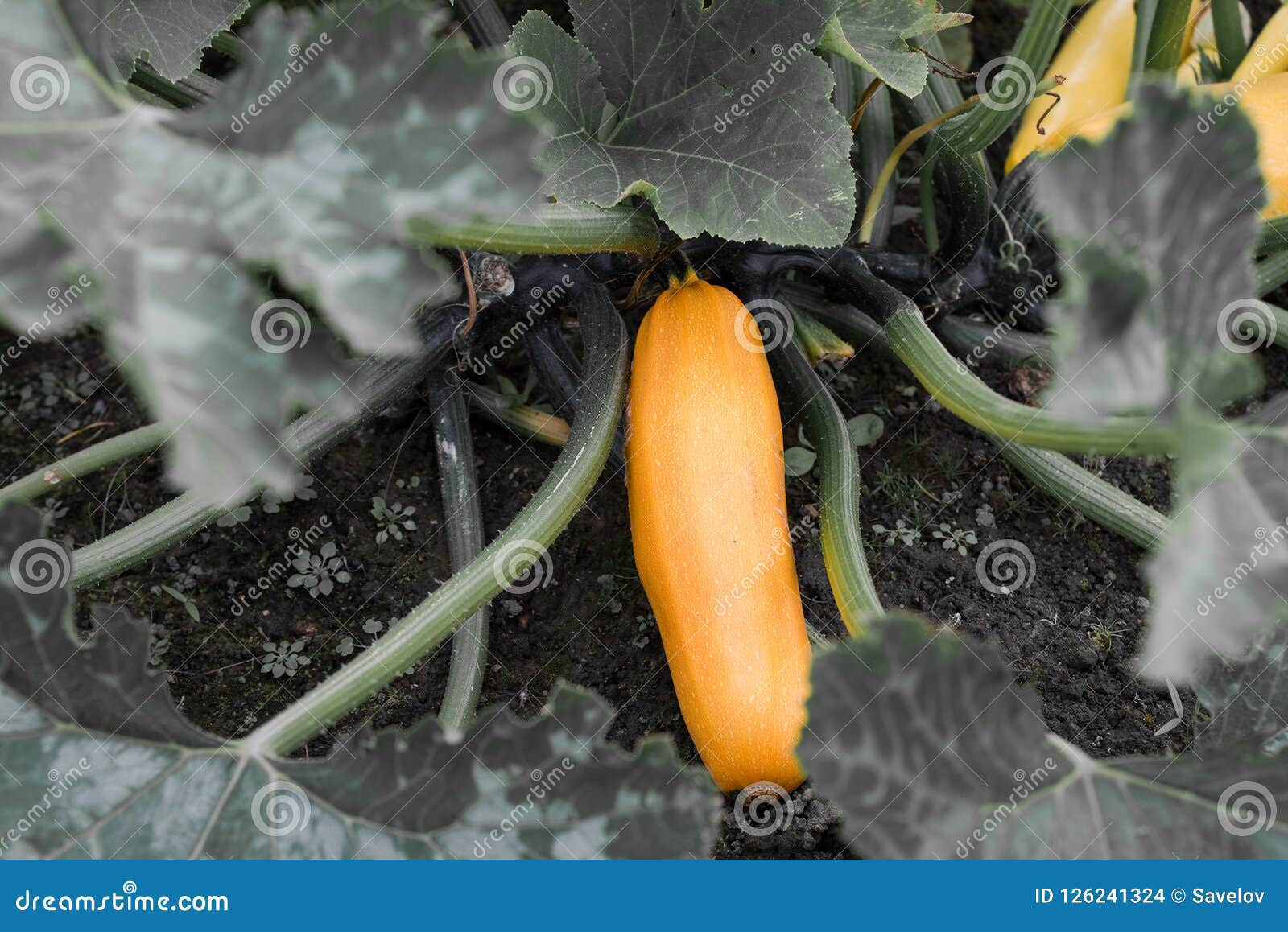 Gele courgette in de tuin stock foto. Image of groei - 126241324