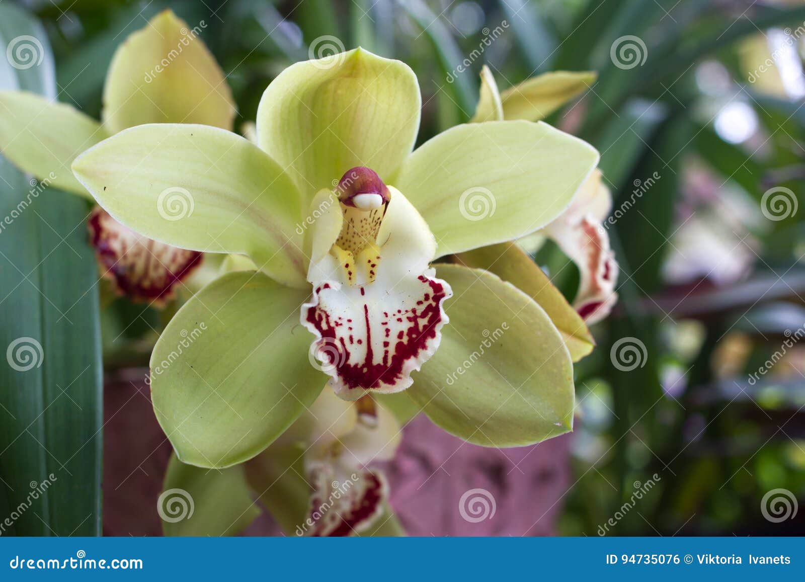 Gele Cymbidium-orchidee in Pot Bloem En Stam Stock Foto - Image of ...