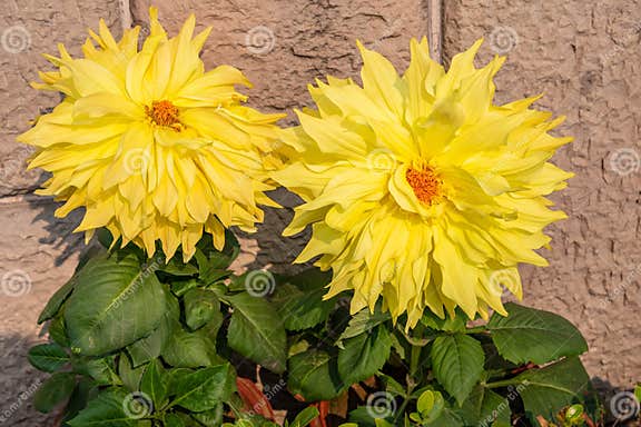 Gele Dahlias Ook Wel Geraniums Genoemd Stock Afbeelding Image Of Viering Kleur 213855425