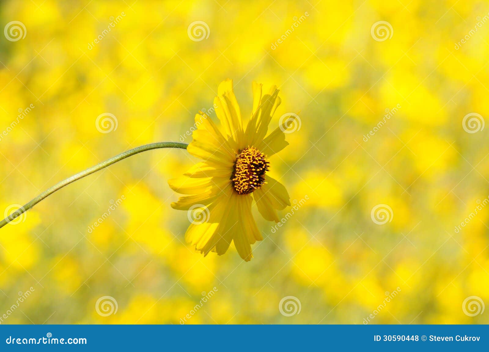 Gele Daisy Closeup stock foto. Image of groen, openlucht - 30590448