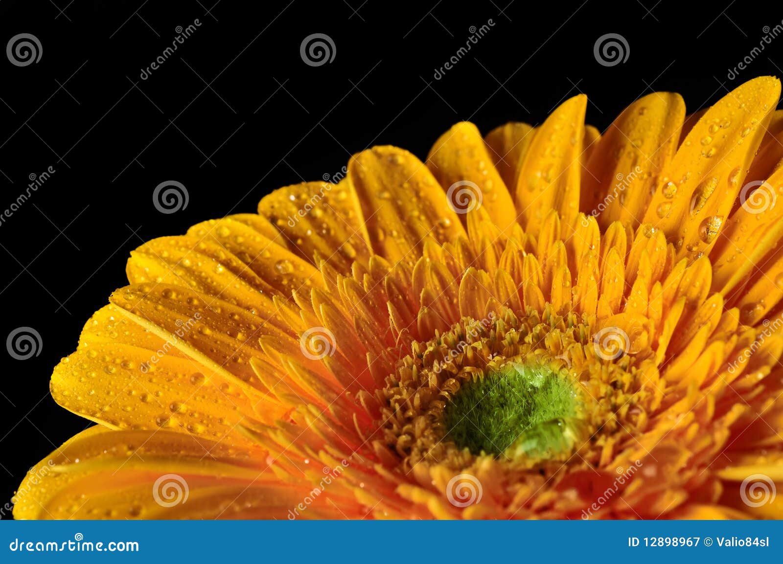 Gele Daisy Gerbera Flower Met Regendruppels Stock Afbeelding - Image of ...