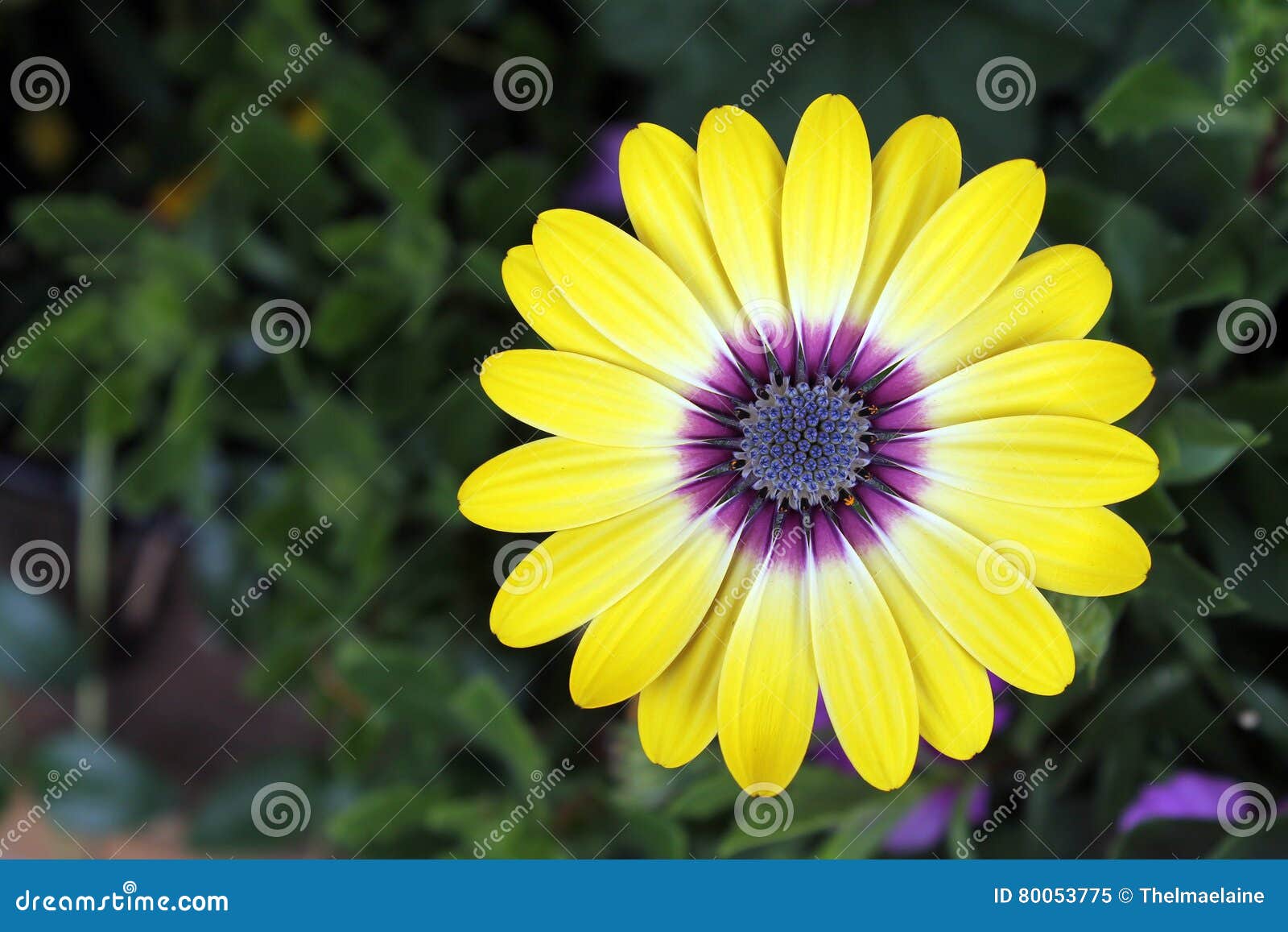 Gele Daisy Met Purper Centrum Stock Afbeelding - Image of centrum, geel ...